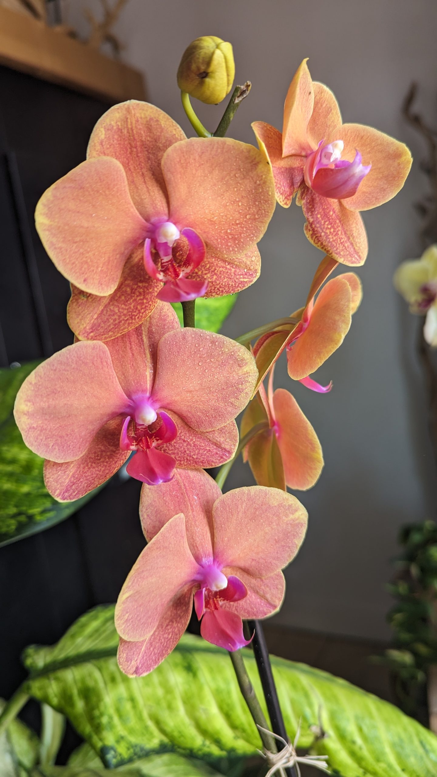 Start an Order - Love in Bloom Florist